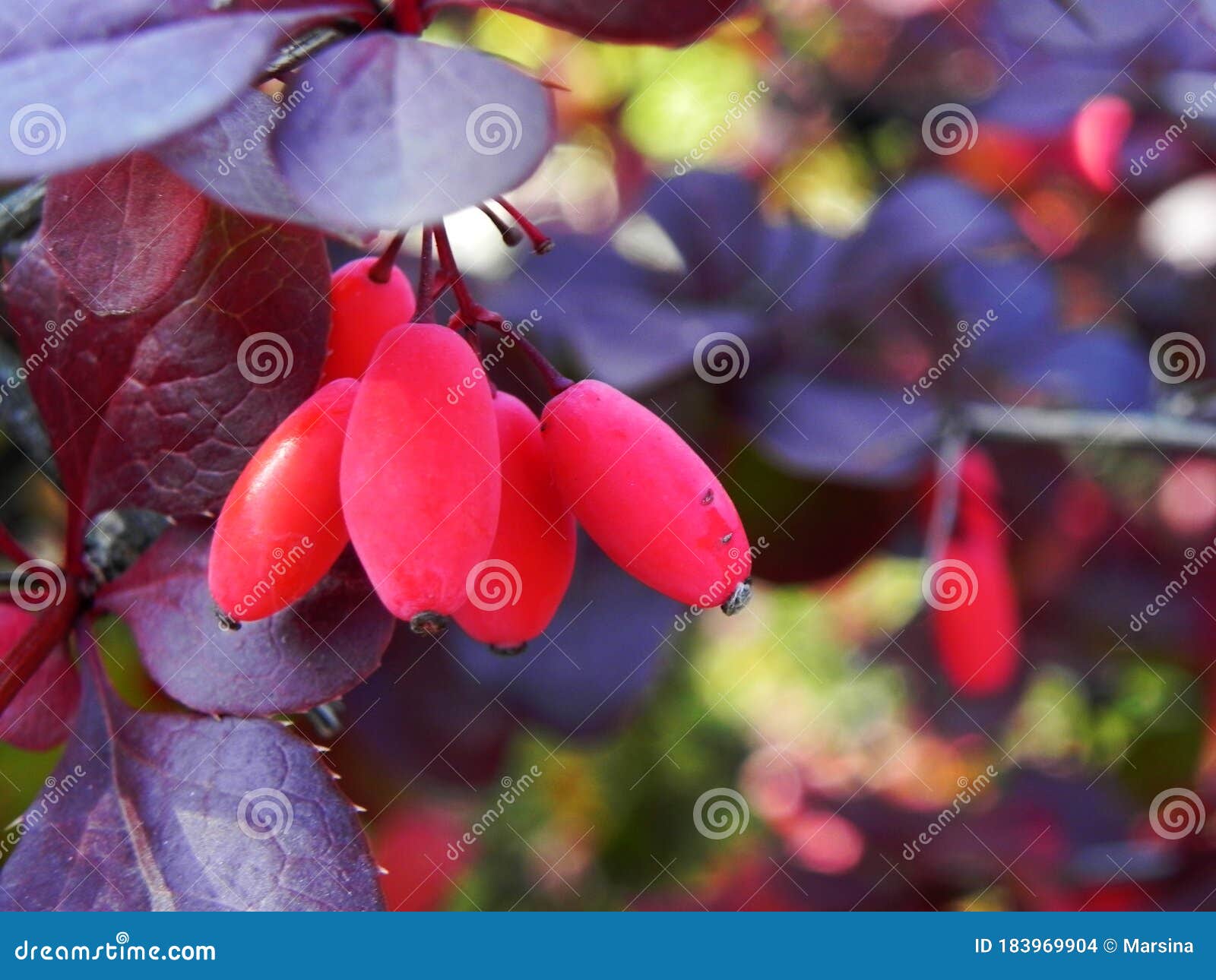 Ripe Bright Berries of Barberry on a Bush Close Up Stock Photo - Image ...