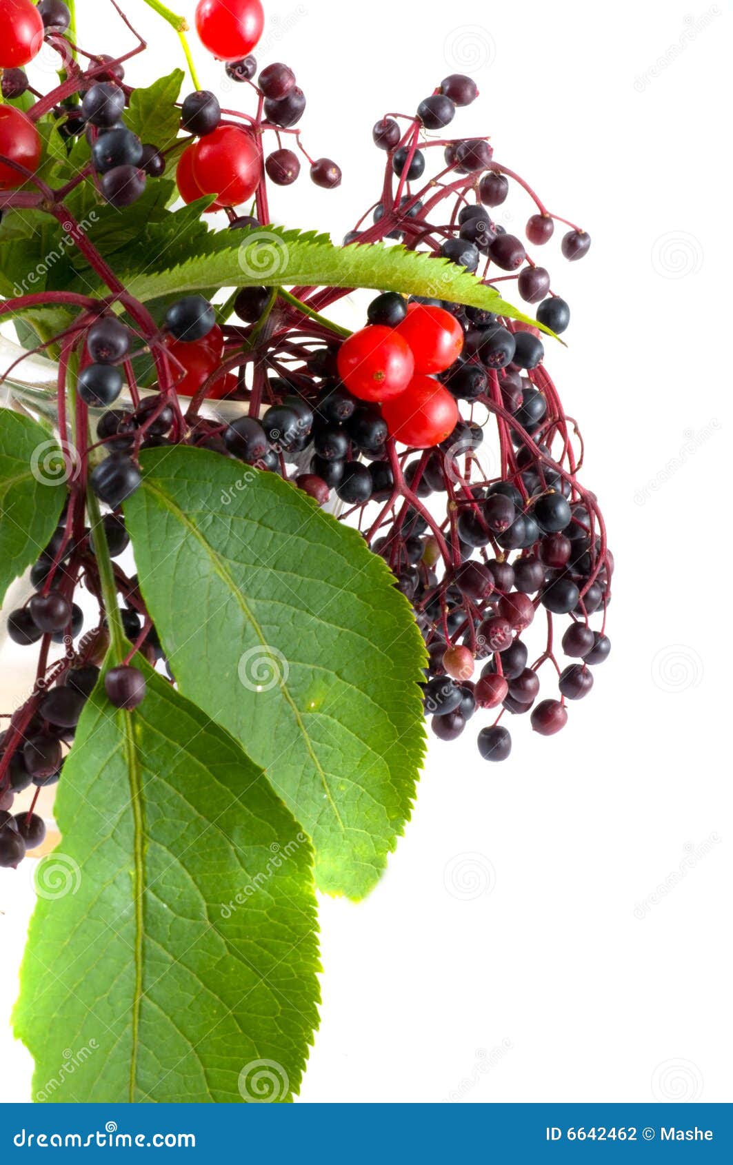 Berries of bird cherry stock photo. Image of cherry, fresh - 6642462