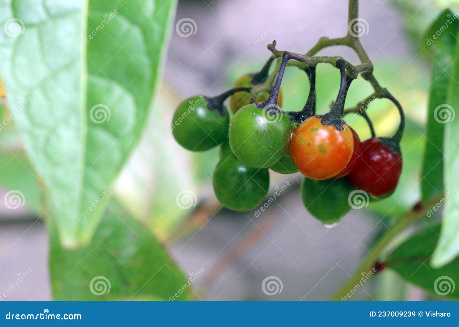 Bittersweet Nightshade Berries Stock Image - Image of blue, bindweed ...