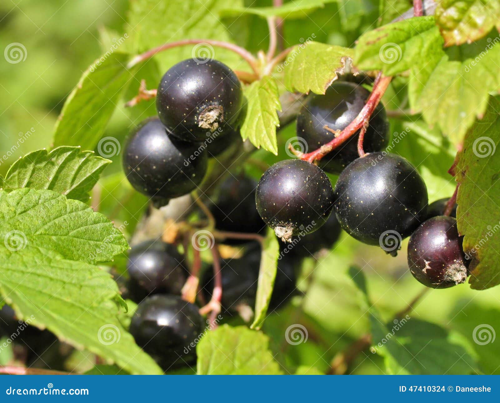 Berries of Black Currant. Fruiting Bush of Currant Stock Photo - Image ...