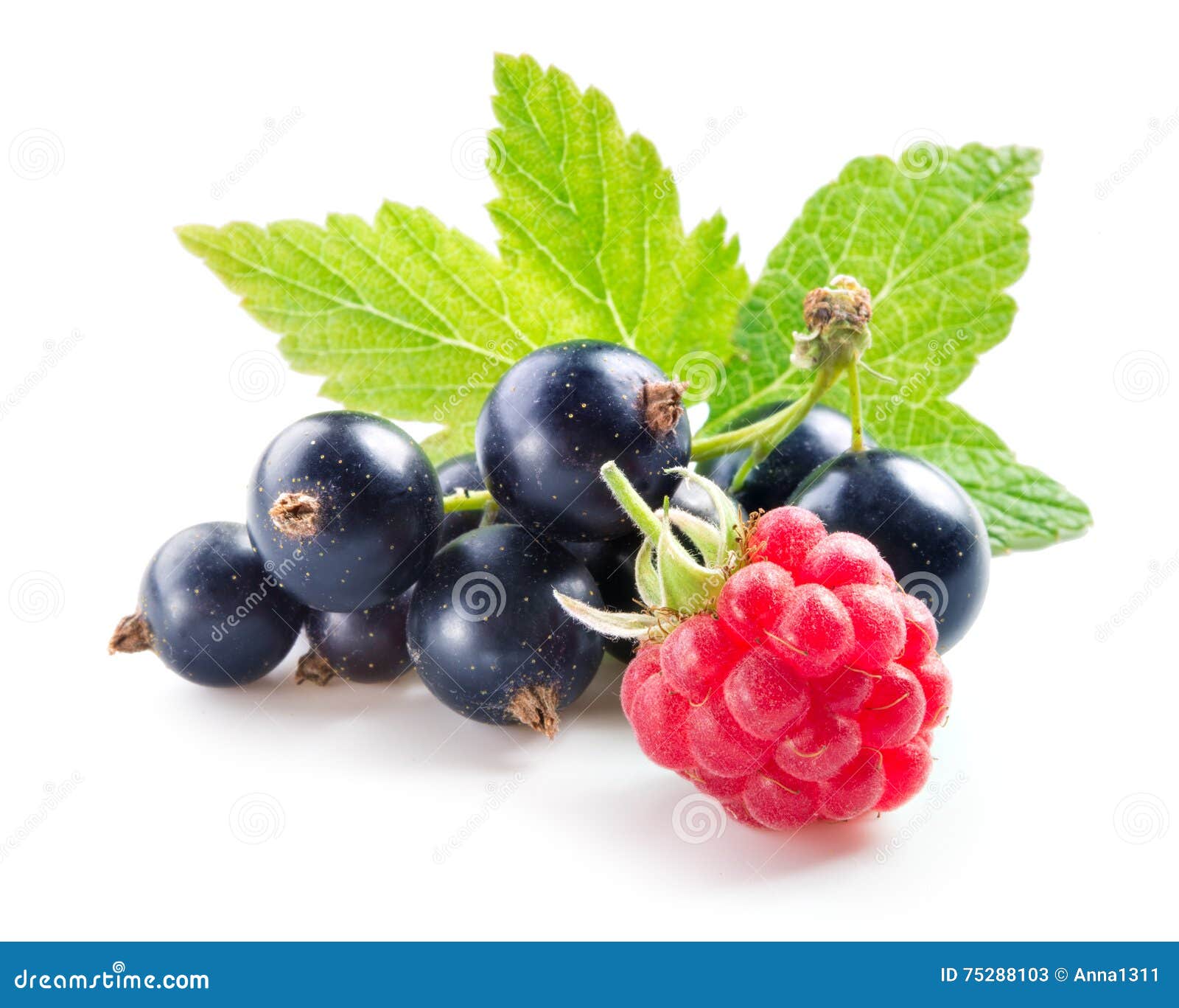 Berries. Black Currant with Raspberry Isolated on White Stock Image ...