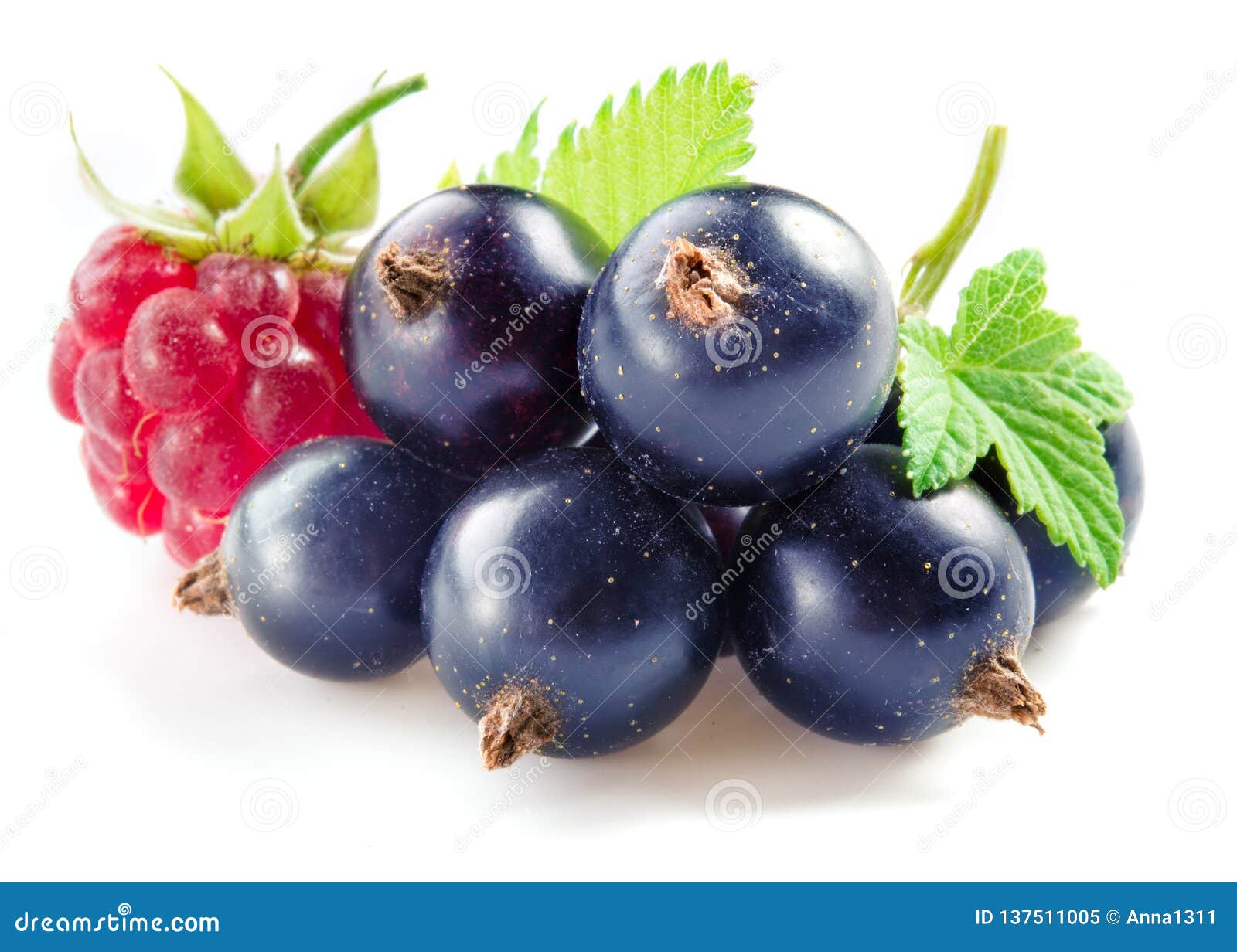 Berries. Black Currant with Raspberry Isolated on White Stock Image ...