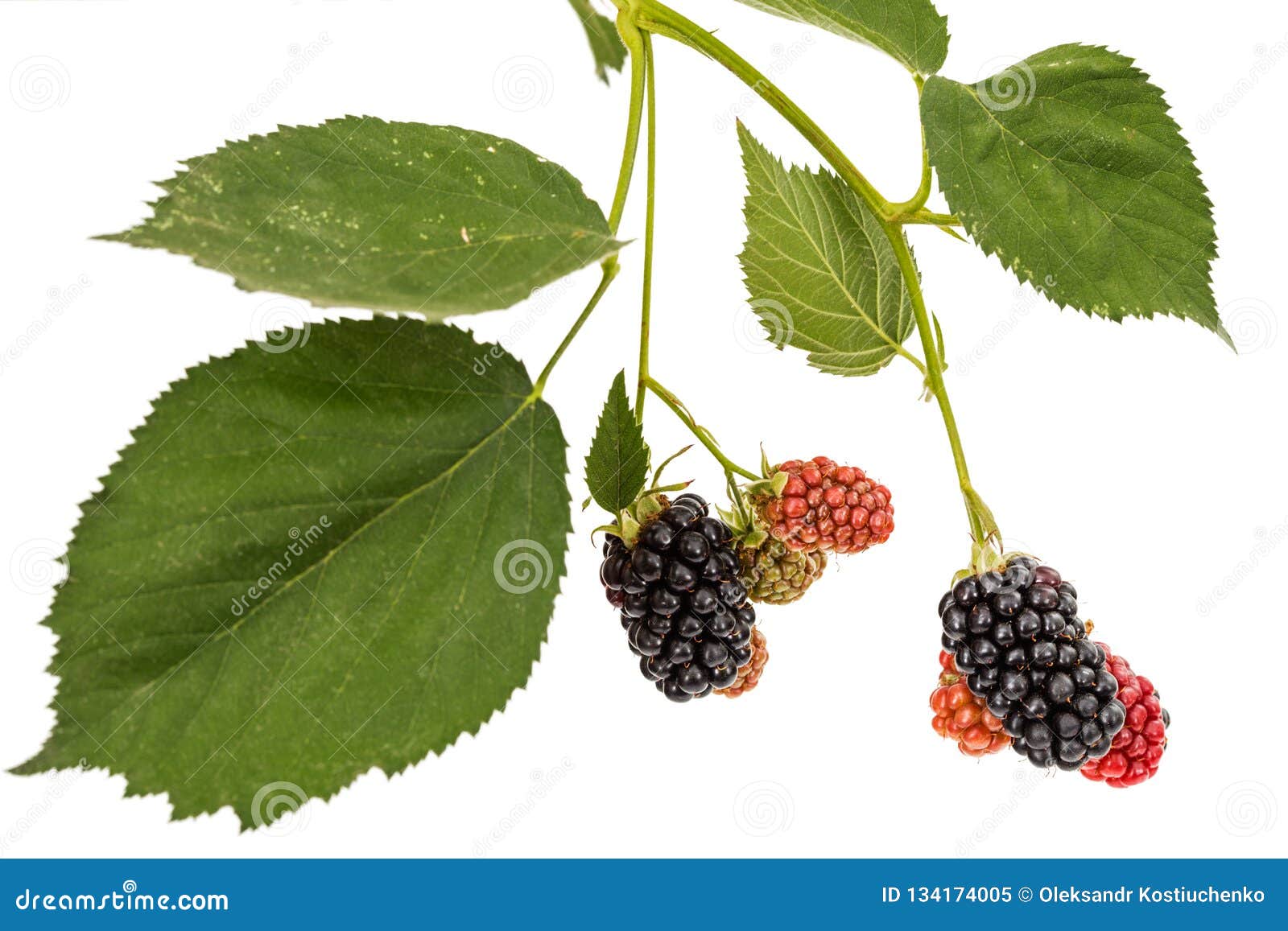 3,366 Rubus White Stock Photos - Free & Royalty-Free Stock Photos from ...