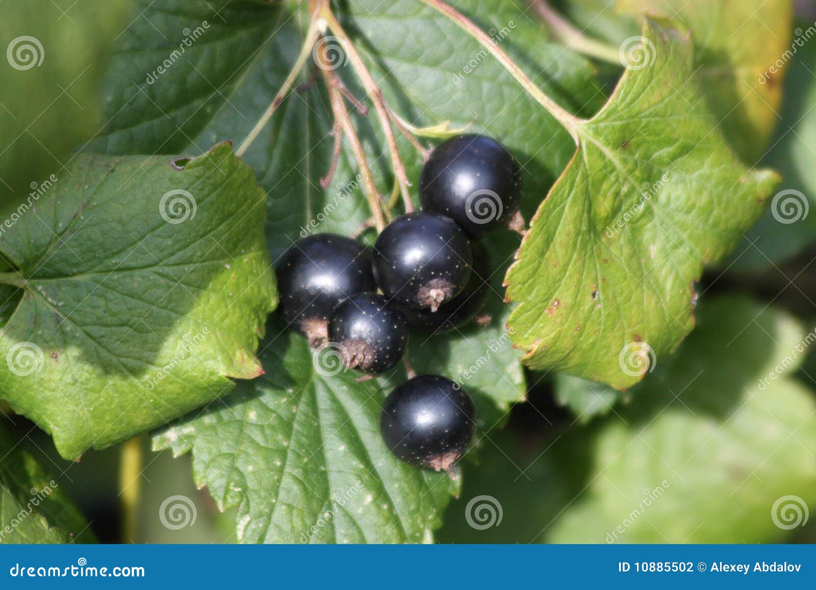 Berries blackcurrant stock photo. Image of blackberry - 10885502