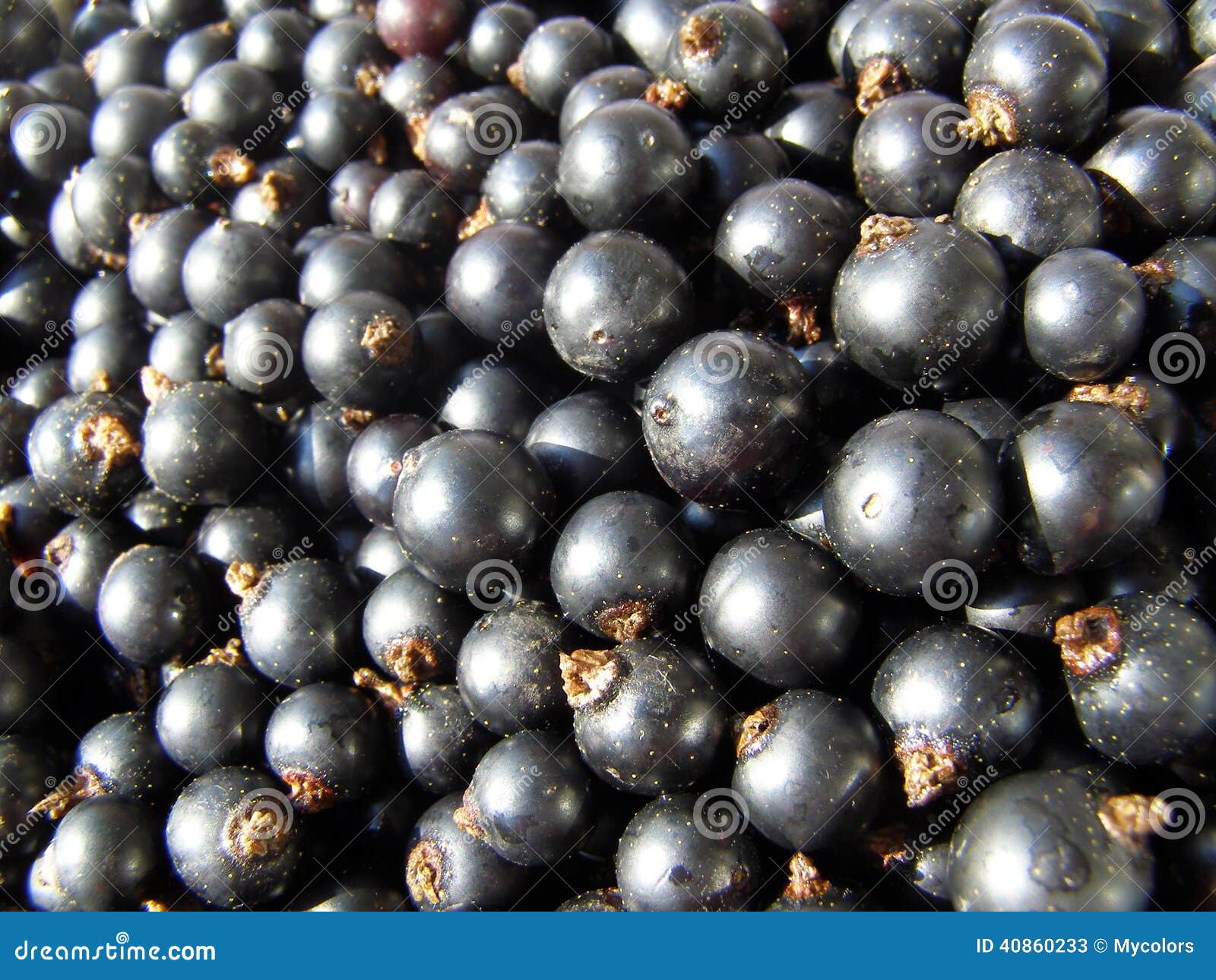 Berries of Blackcurrant - Sweet Dessert Stock Image - Image of black ...