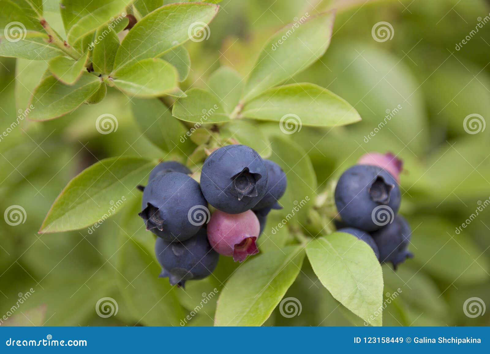 Berries of Blueberries on a Branch Close-up Stock Image - Image of ...