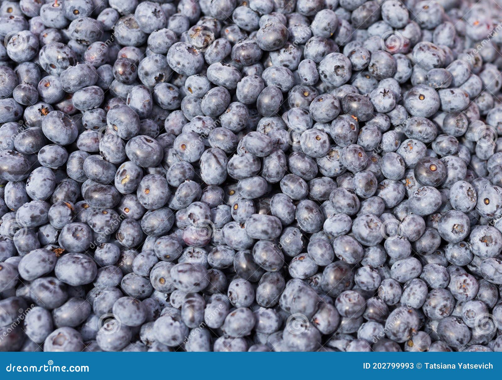 Berries Blueberry Texture Background Stock Image - Image of group, ripe ...