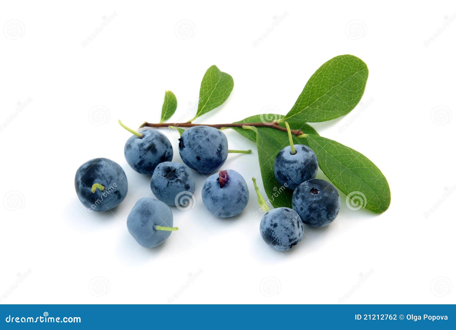 Berries of a Bog Bilberry with Leaves Stock Photo - Image of giving ...