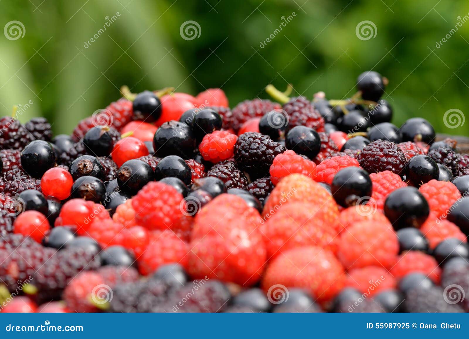 Berries stock image. Image of fresh, closeup, blackberry - 55987925 Berries stock image. Image of fresh, closeup, blackberry - 55987925