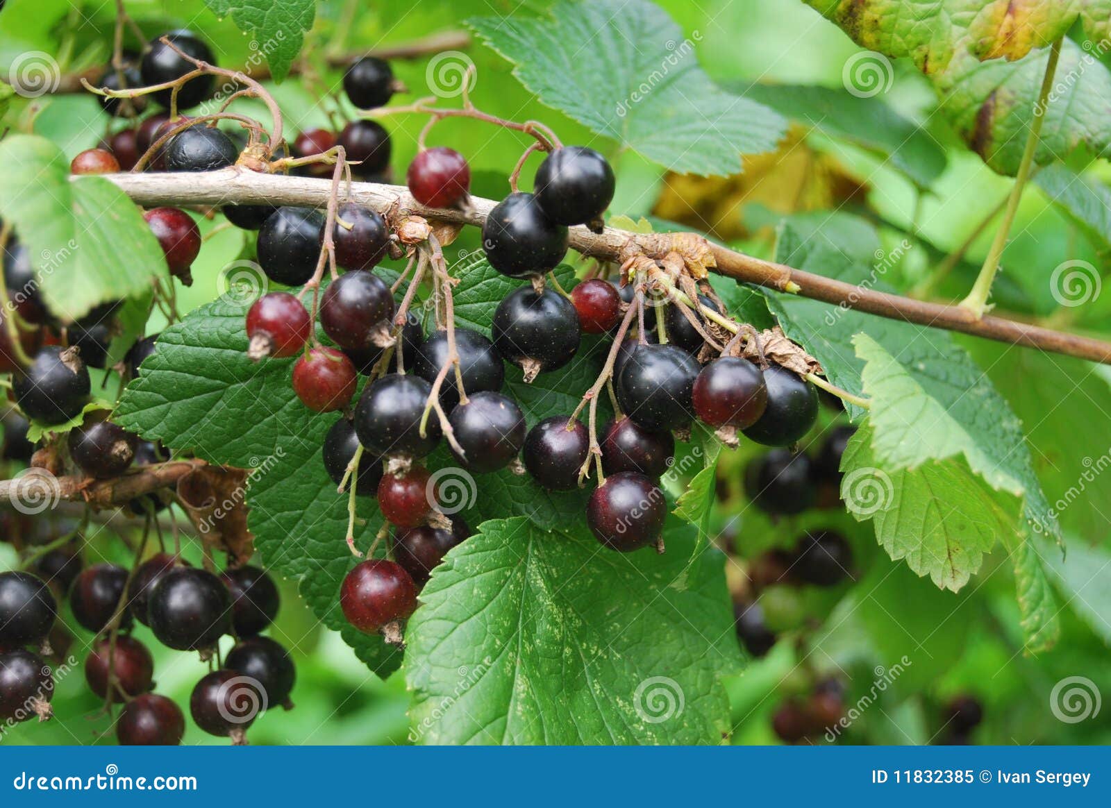 Berries on branches stock image. Image of sheet, bush - 11832385