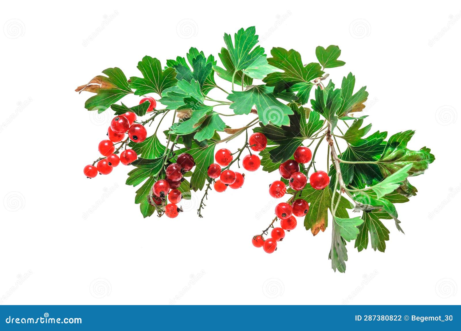 Berries and Branches of Red Currant Stock Photo - Image of white ...