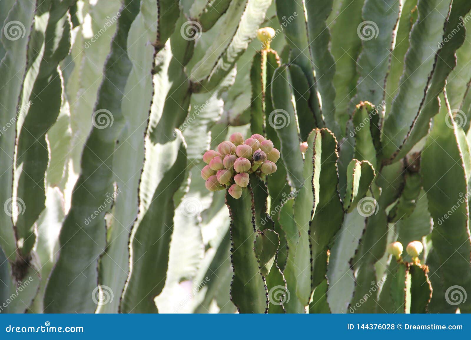 The berries on the cactus stock photo. Image of natural - 144376028
