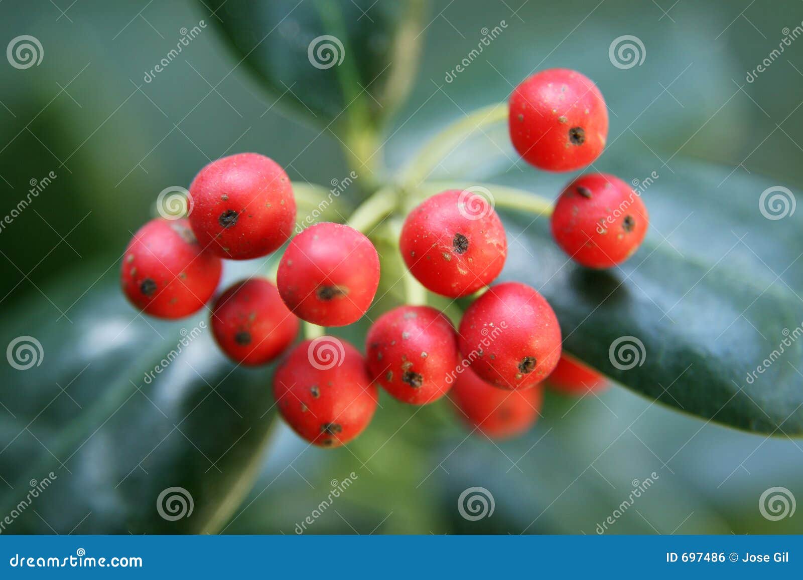 Berries Close Up stock photo. Image of berry, berries, bush - 697486