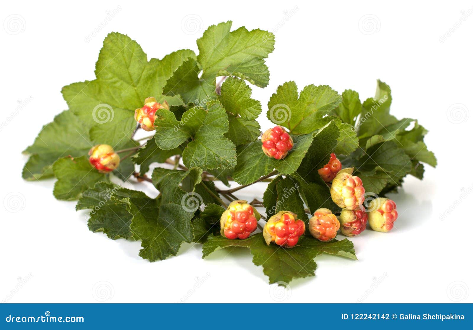 Berries Cloudberries on a White Background Stock Photo - Image of green ...