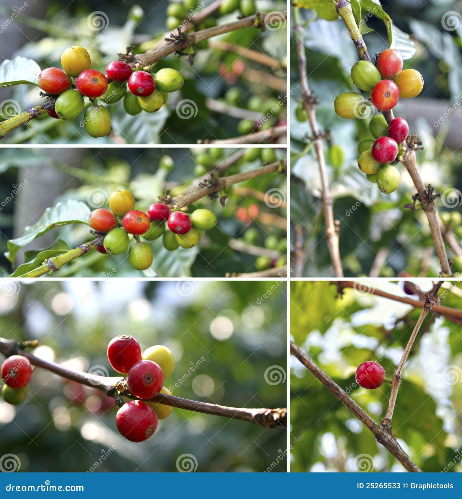 Berries on coffee tree stock image. Image of trees, plant - 25265533