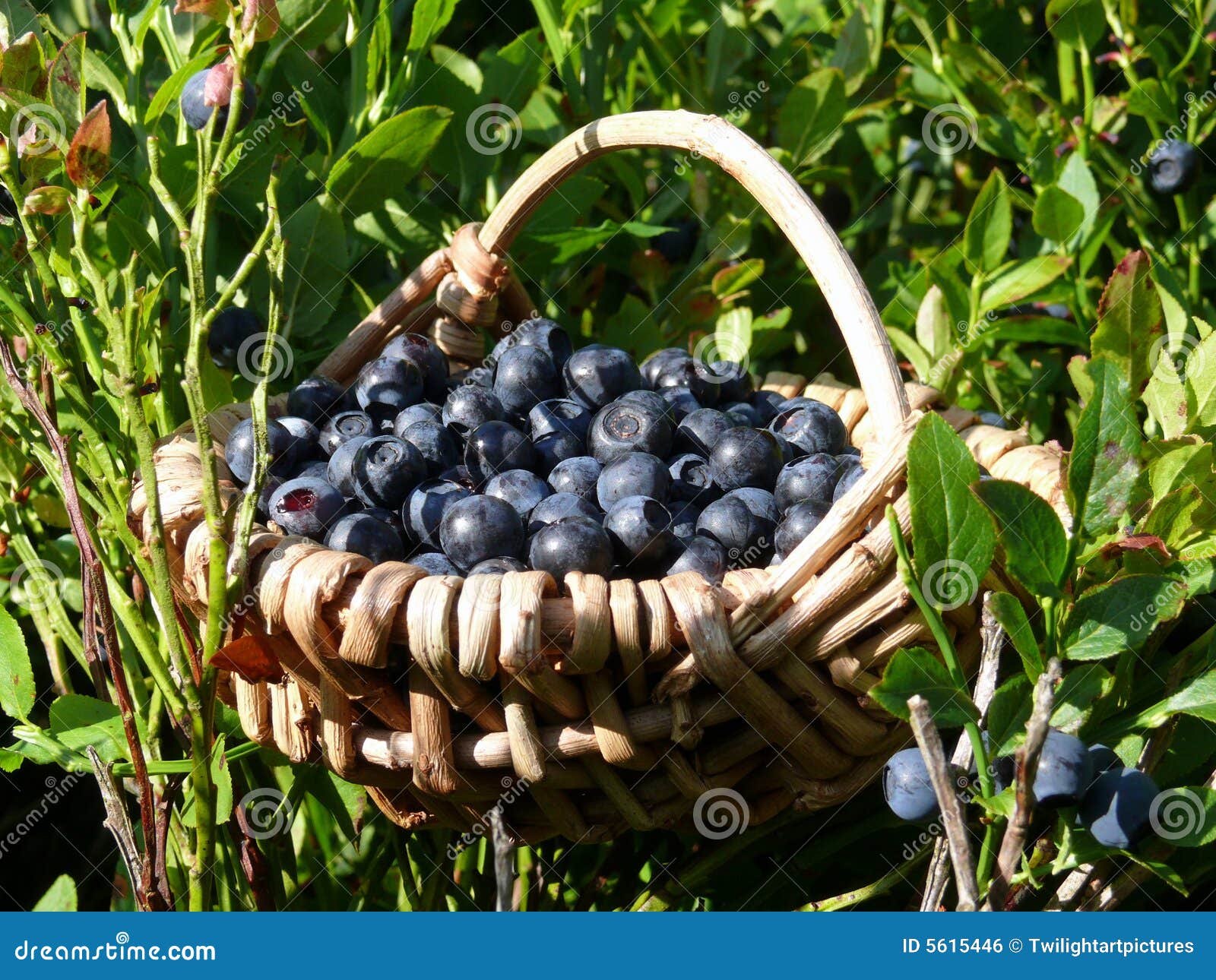 Berries Collect in the Summer Stock Photo - Image of cook, bilberries ...