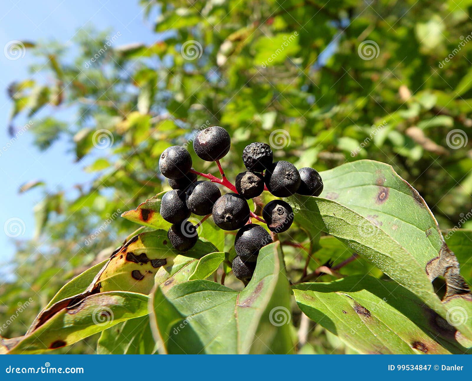 Berries of common dogwood stock image. Image of close - 99534847