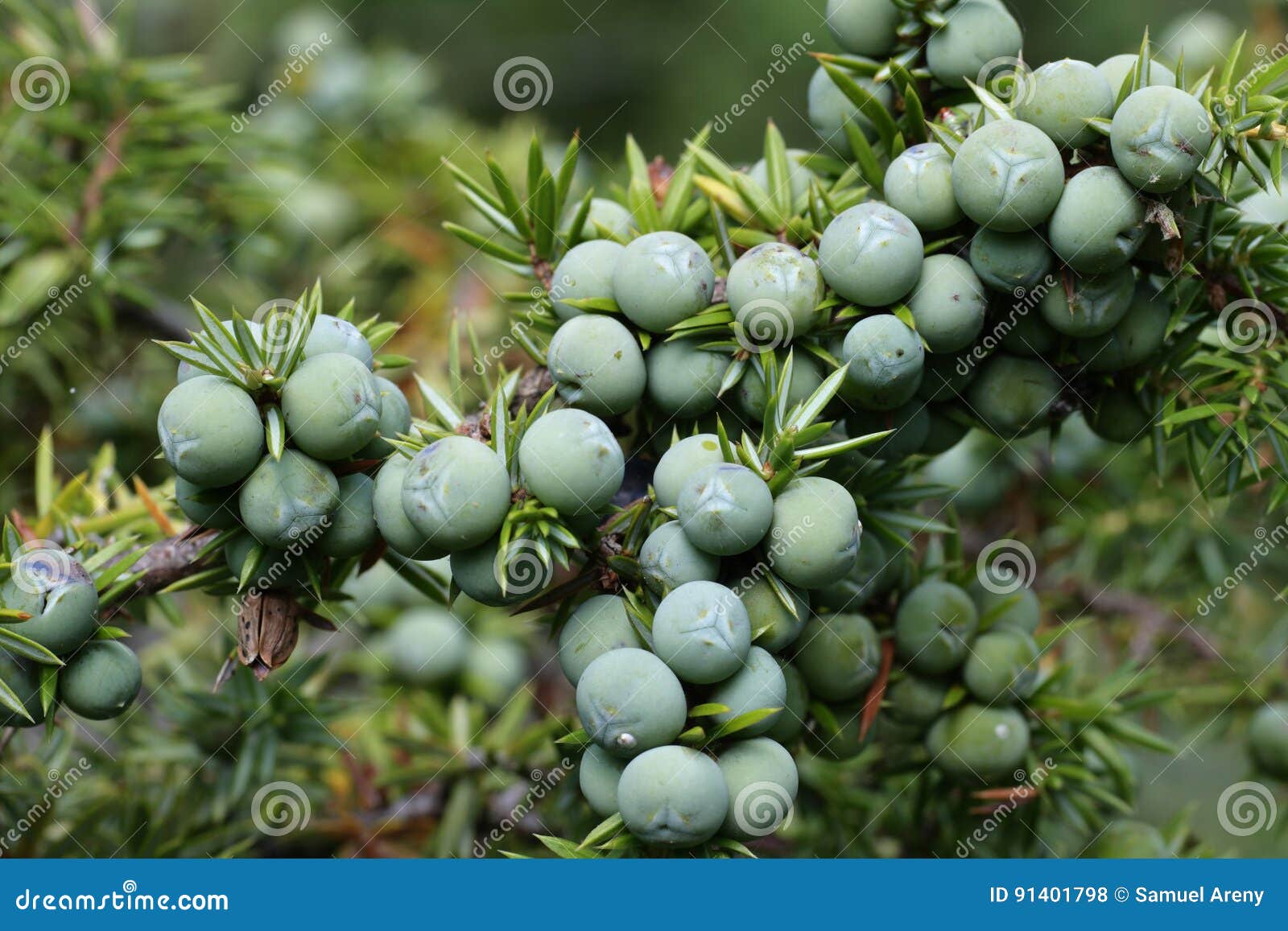 Berries of Common juniper stock photo. Image of juniper - 91401798