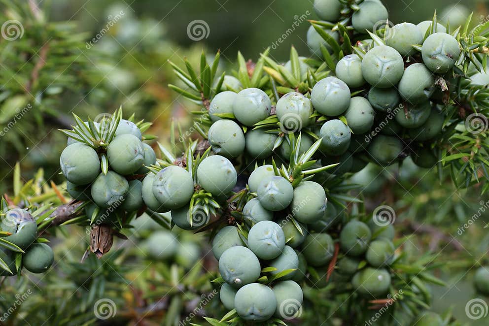 Berries of Common juniper stock photo. Image of juniper - 91401798