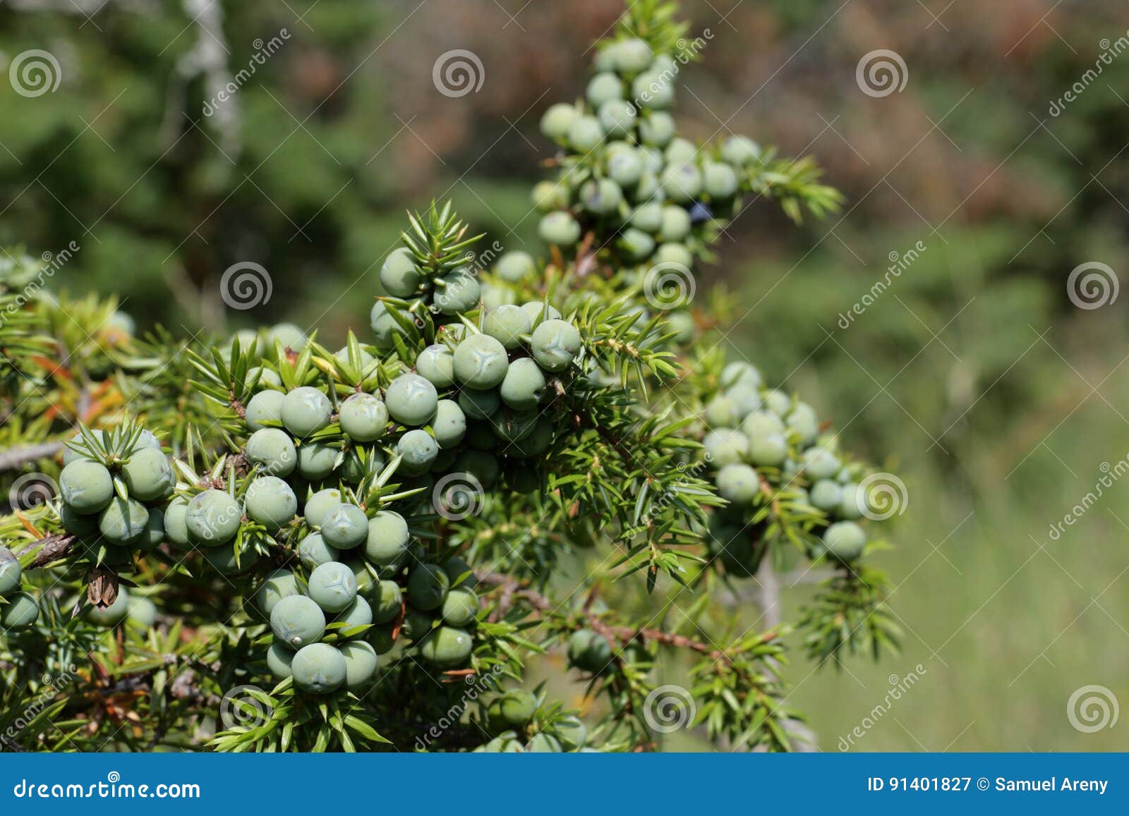 Berries of Common juniper stock image. Image of communis - 91401827