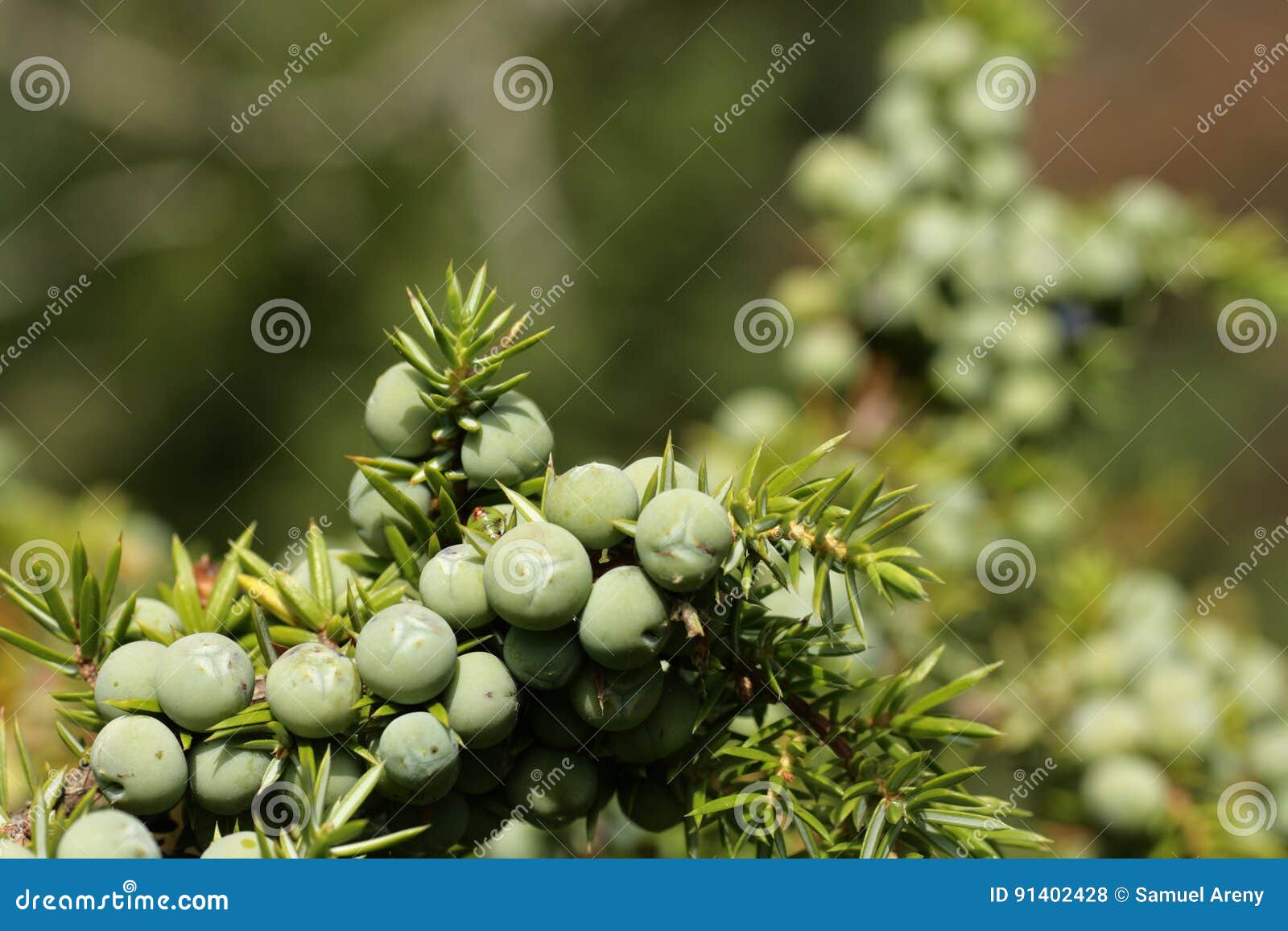Berries of Common juniper stock photo. Image of nature - 91402428