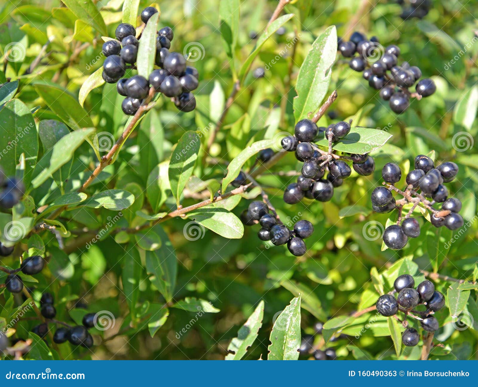 Berries Of A Common Privet Bush Royalty-Free Stock Image ... Berries Of A Common Privet Bush Royalty-Free Stock Image ...