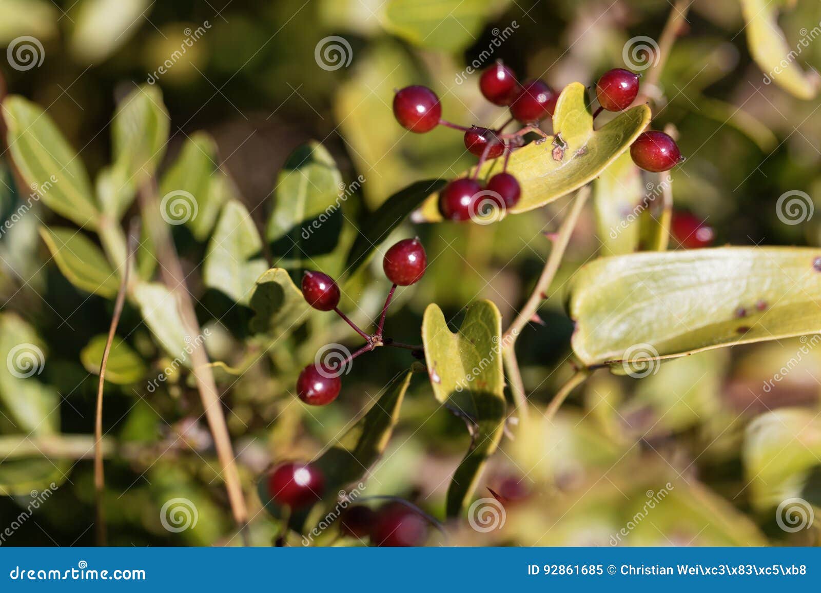 Berries of the Common Smilax Stock Image - Image of ecology, bush: 92861685