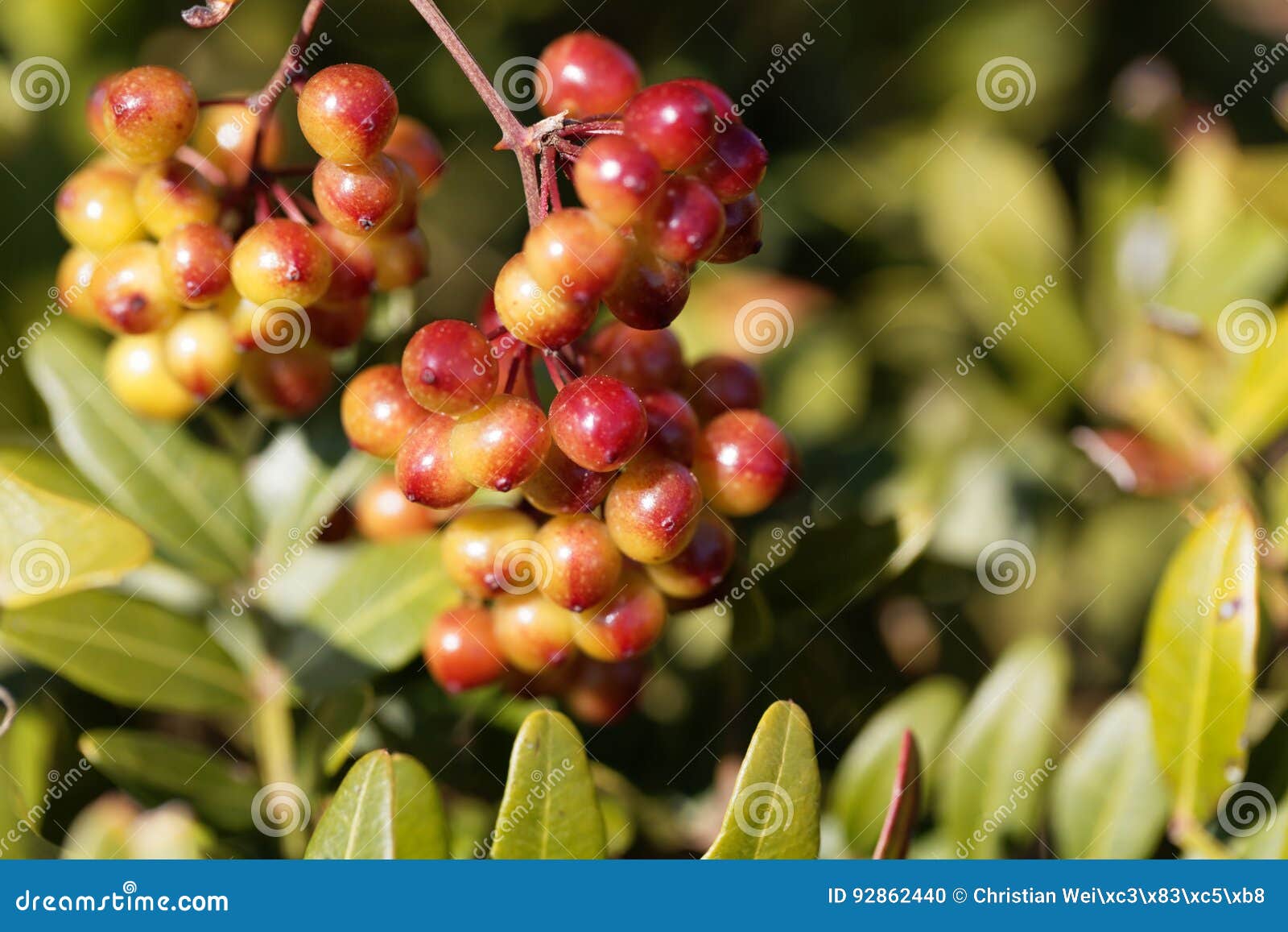 Berries of the Common Smilax Stock Photo - Image of field, flora: 92862440