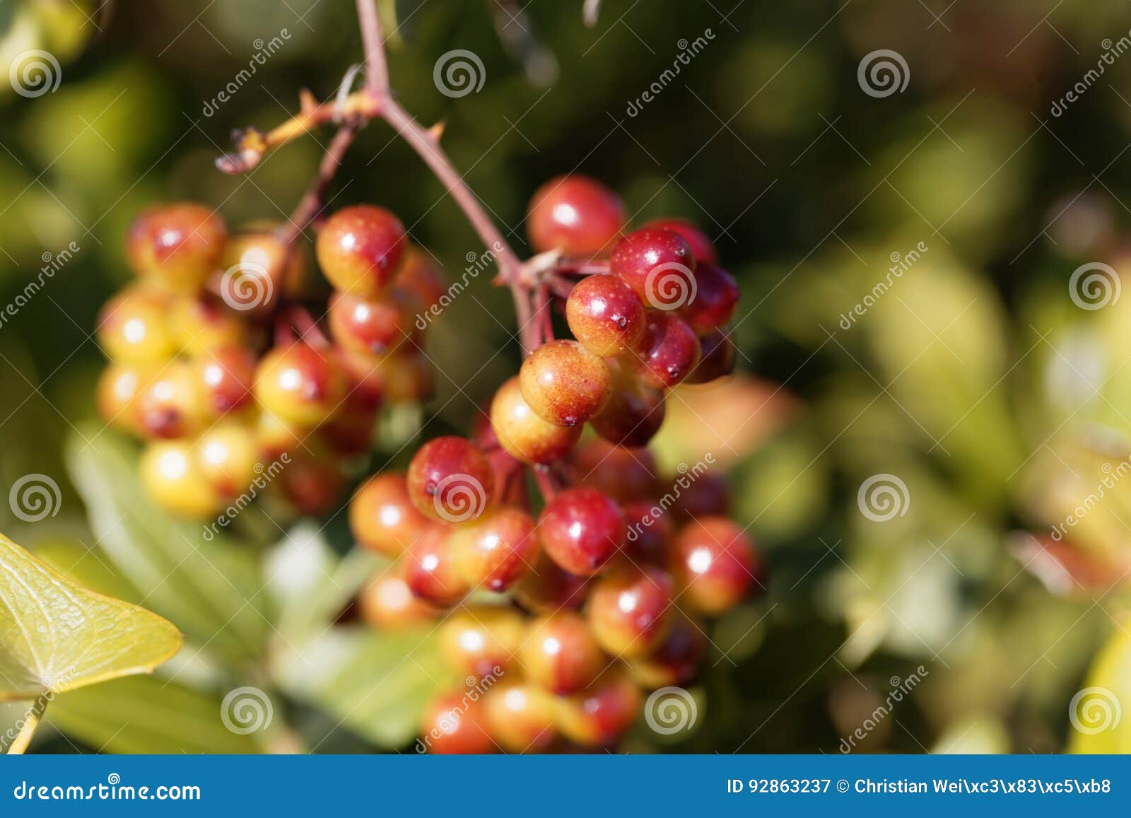 Berries of the Common Smilax Stock Image - Image of berries, biology ...