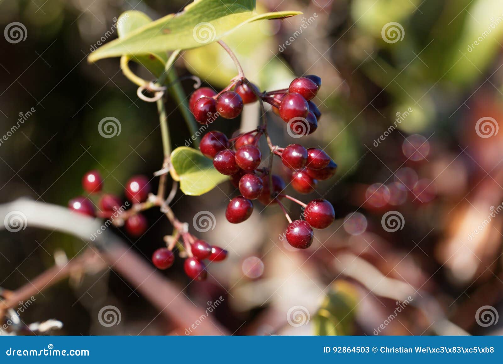 Berries of the Common Smilax Stock Image - Image of common, fruit: 92864503