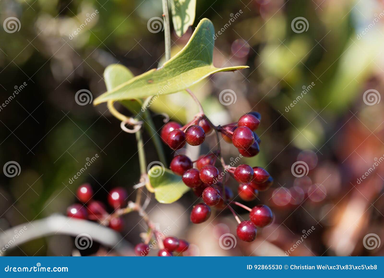 Berries of the Common Smilax Stock Photo - Image of bindweed, fresh ...