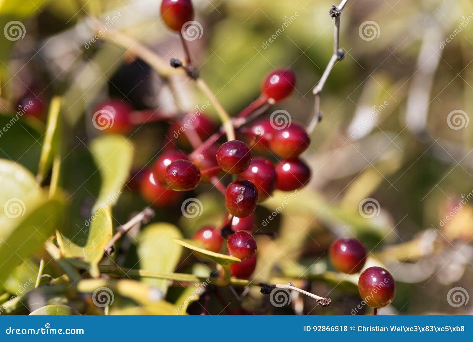 Common Smilax Or Smilax Aspera Climbing Flowering Vine With Flexible ...