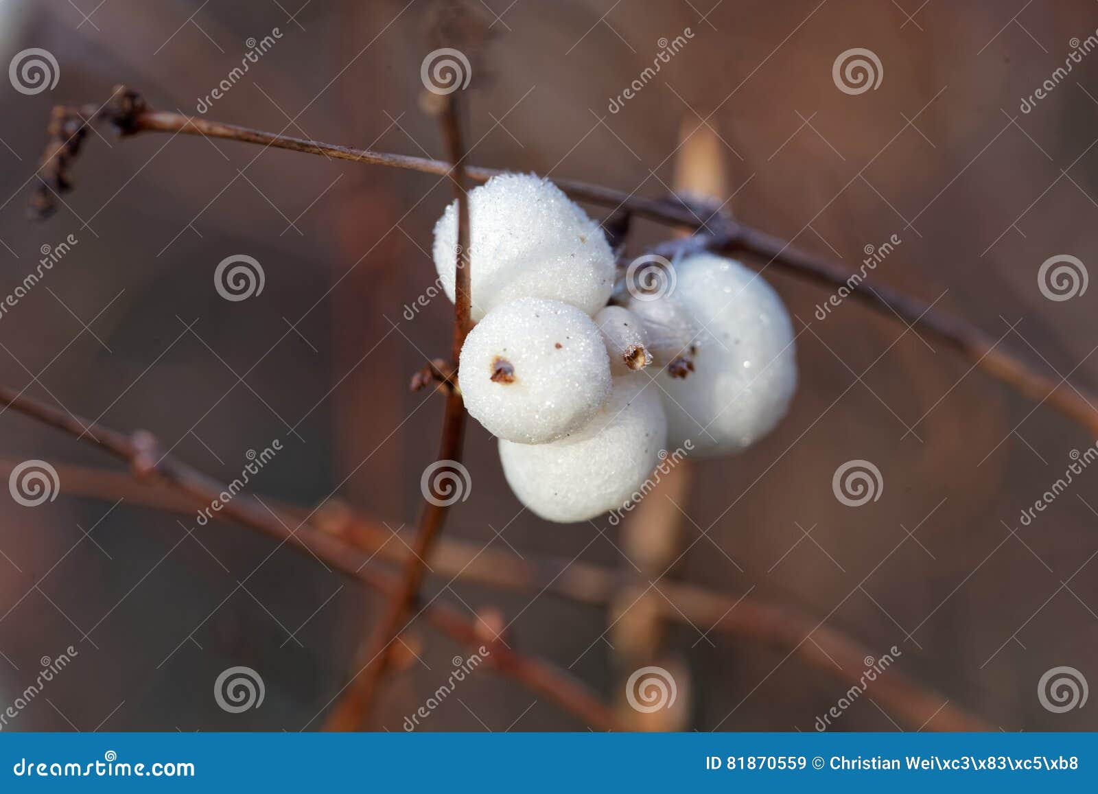 Berries of a Common Snowberry Symphoricarpos Albus Stock Image - Image ...