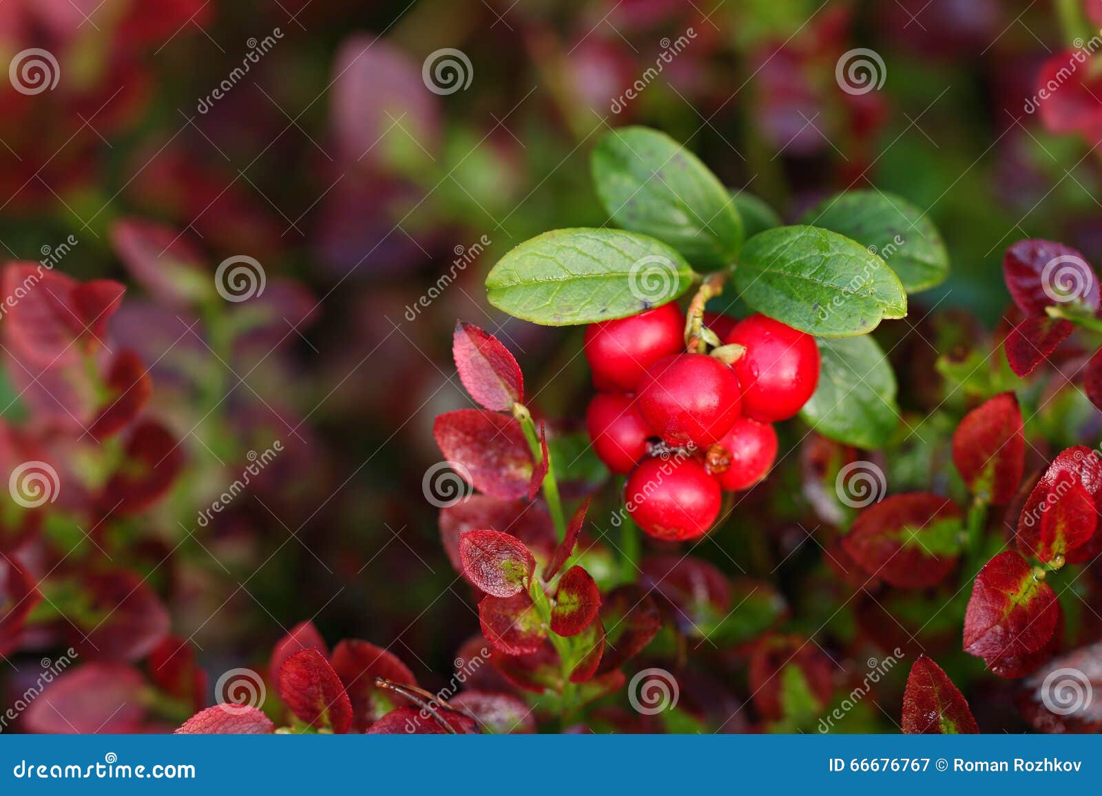 Berries of cowberry. stock image. Image of berry, cowberry - 66676767