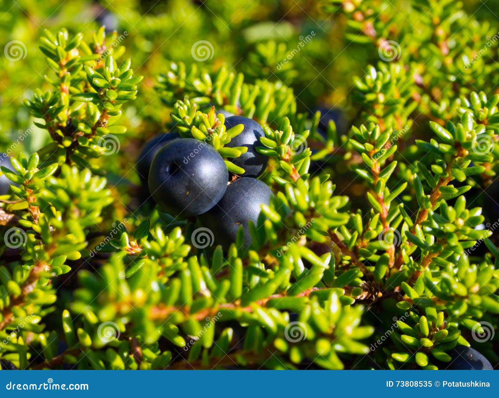 Berries Crowberry Black (the Latin Name: Empetrum) Stock Image - Image ...