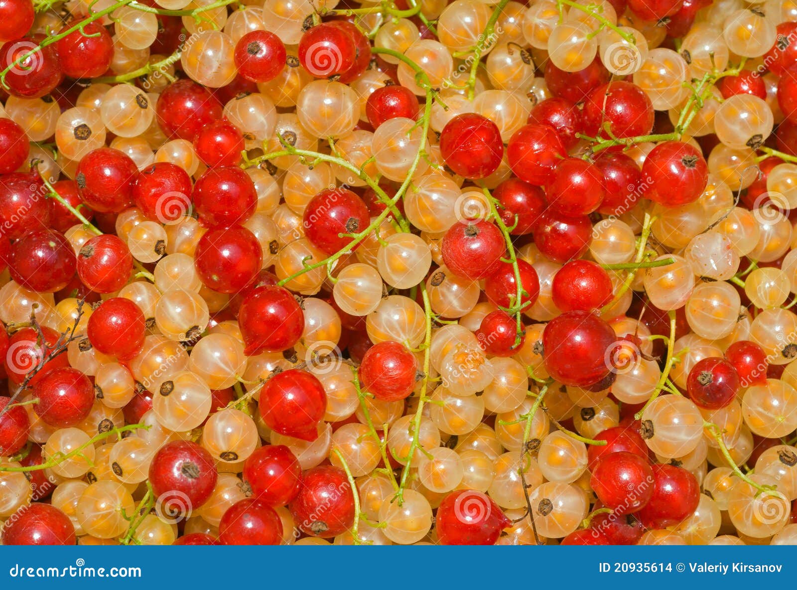 Berries of currant 14 stock photo. Image of natural, plucking - 20935614