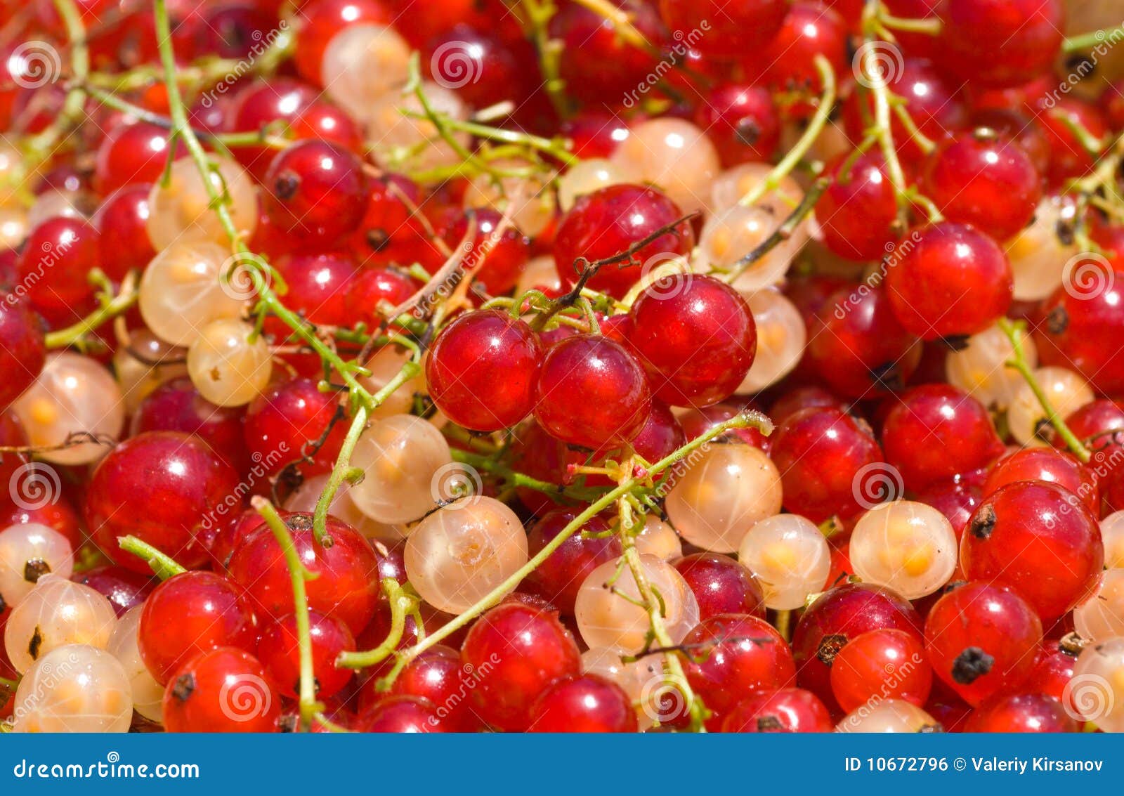 Berries of Currant 2 stock photo. Image of tasty, harvest - 10672796