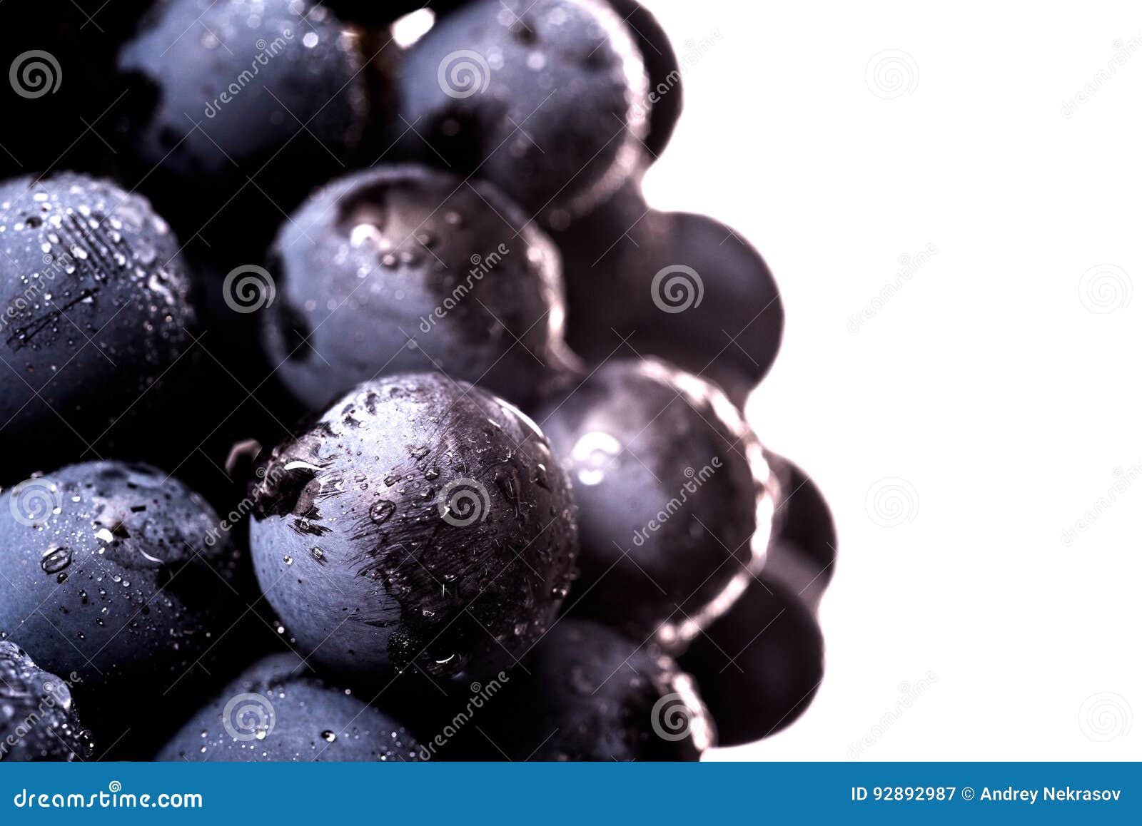 Berries of Dark Bunch of Grape with Water Drops in Low Light Isolated ...