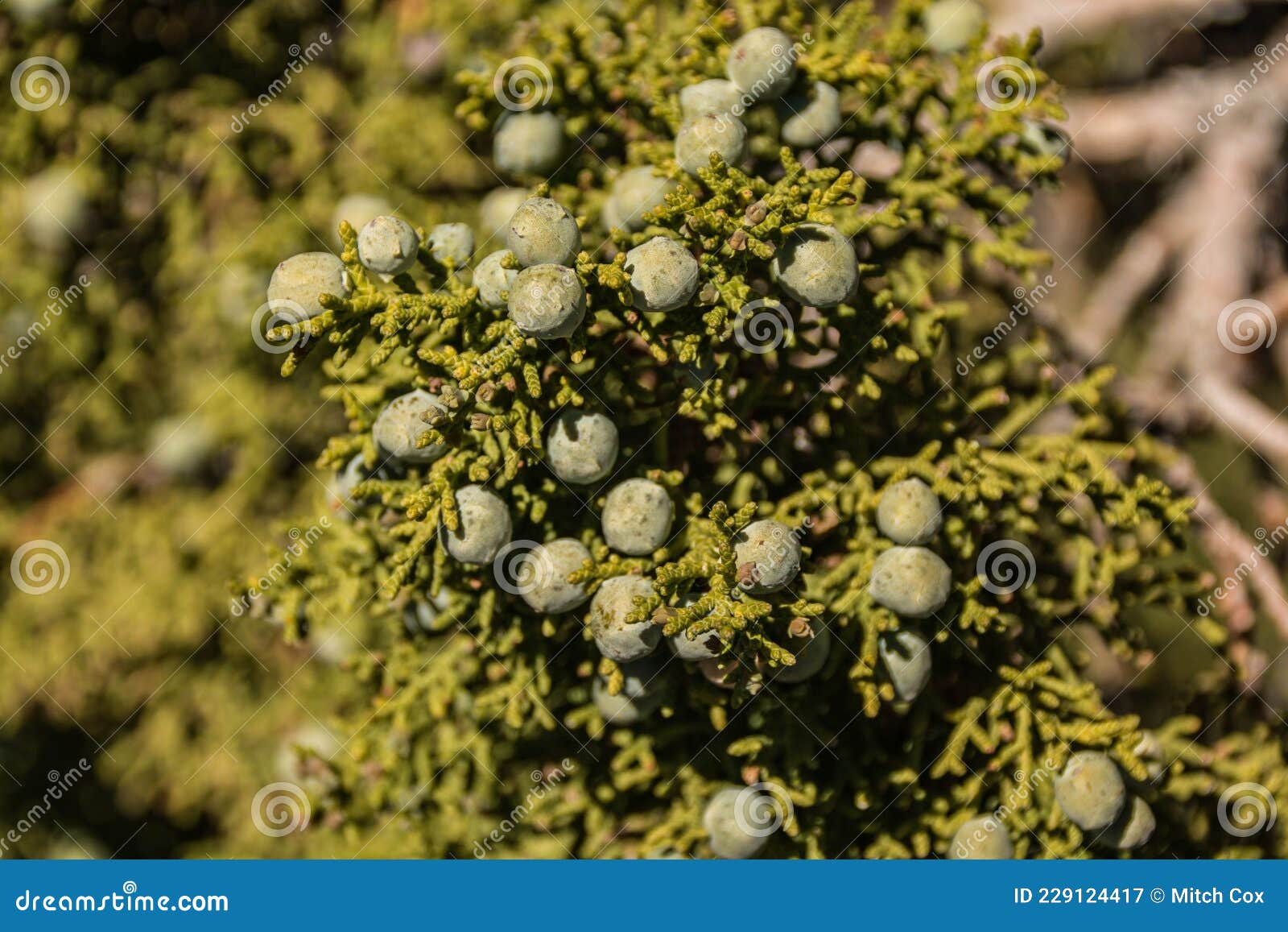 Juniper Bus Stock Photos - Free & Royalty-Free Stock Photos from Dreamstime