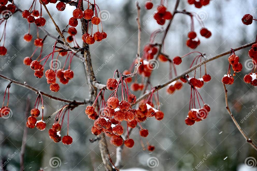 Berries on a Flowering Crab Tree Stock Photo - Image of beauty, majesty ...