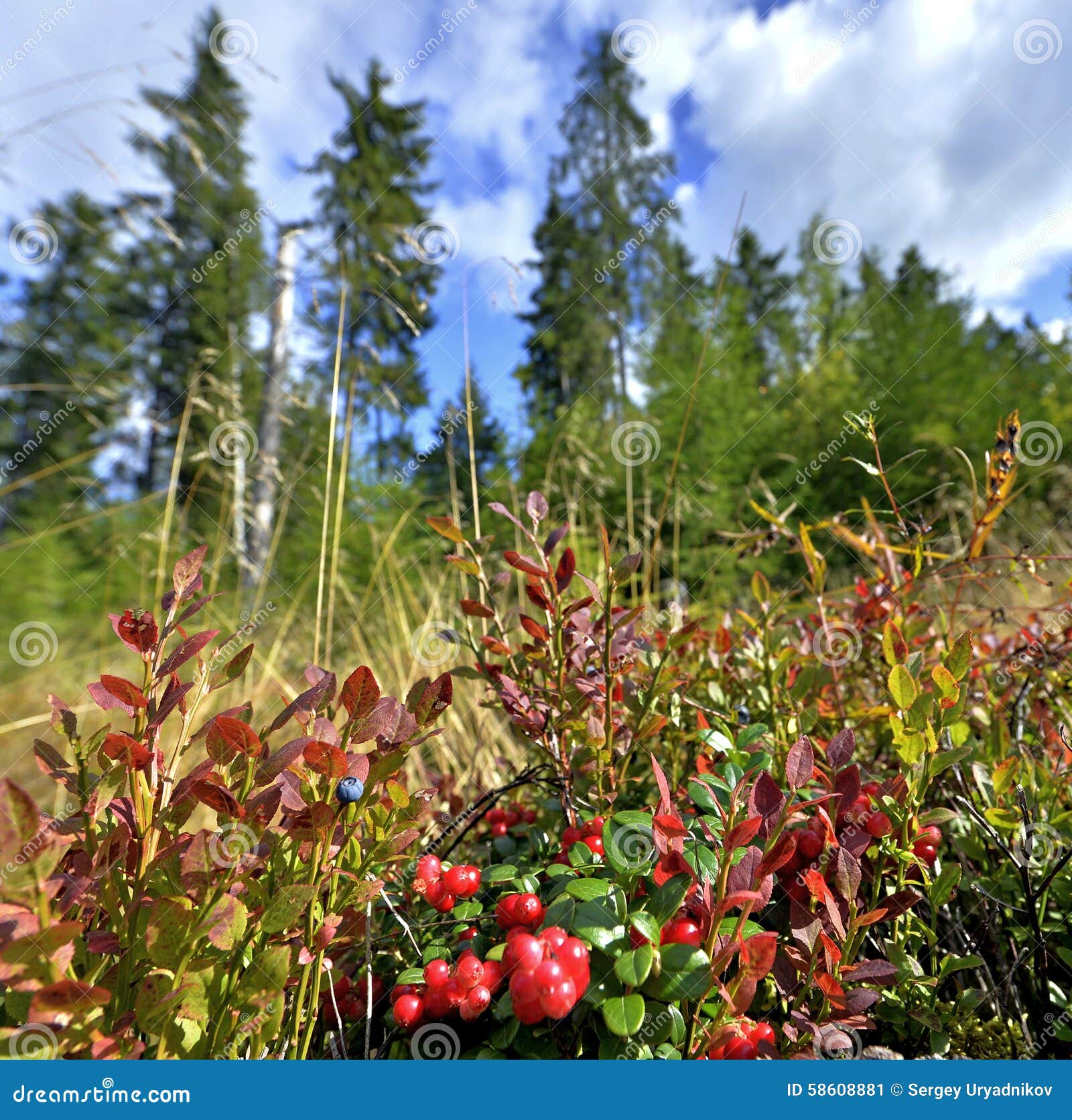 Berries in the forest. stock image. Image of autumn, juicy - 58608881