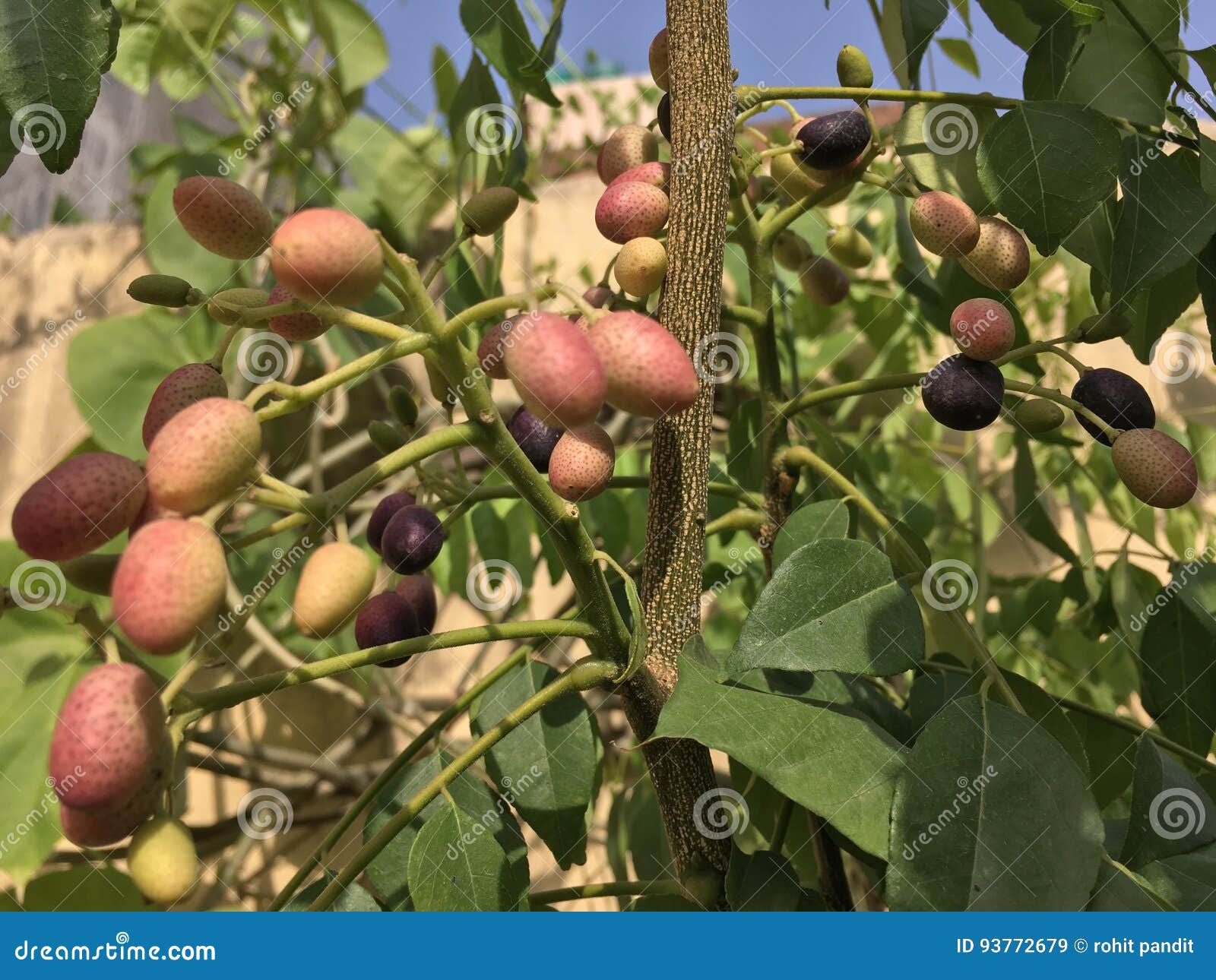 Berries stock image. Image of berries, fruits, neem, sweet - 93772679