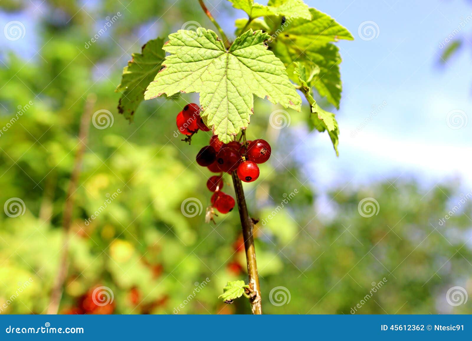 Royalty Free Images, Cartoons, Illustrations And Photos Designed By ...