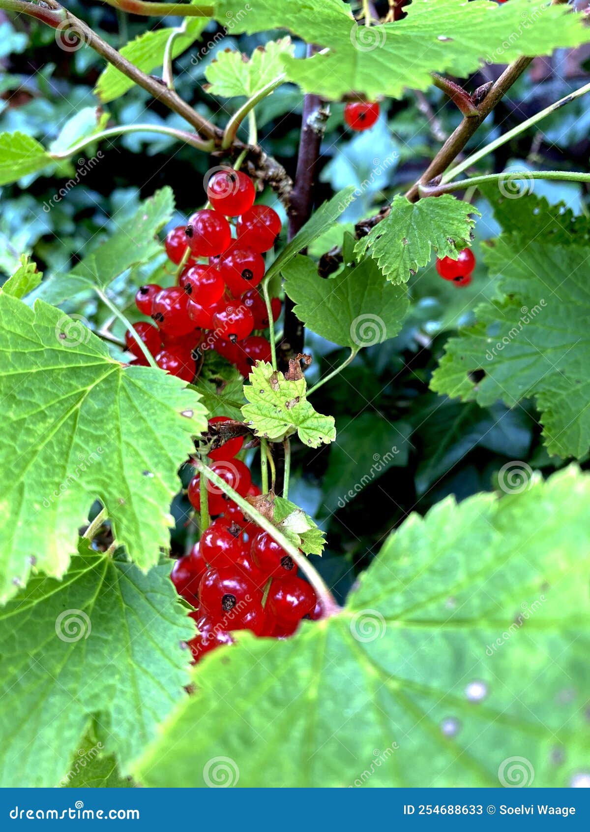 Berries from the Garden, Ready To Eat Stock Image - Image of berry ...
