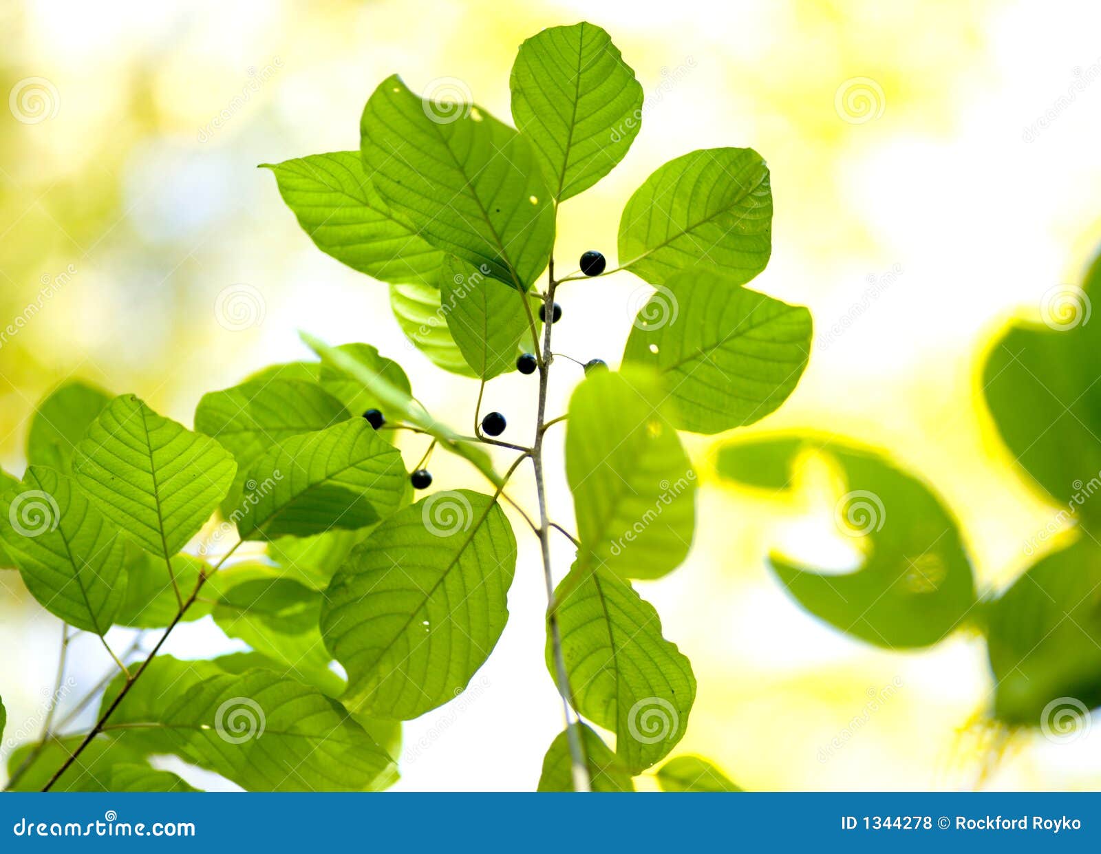 Berries and green stock photo. Image of berries, green - 1344278