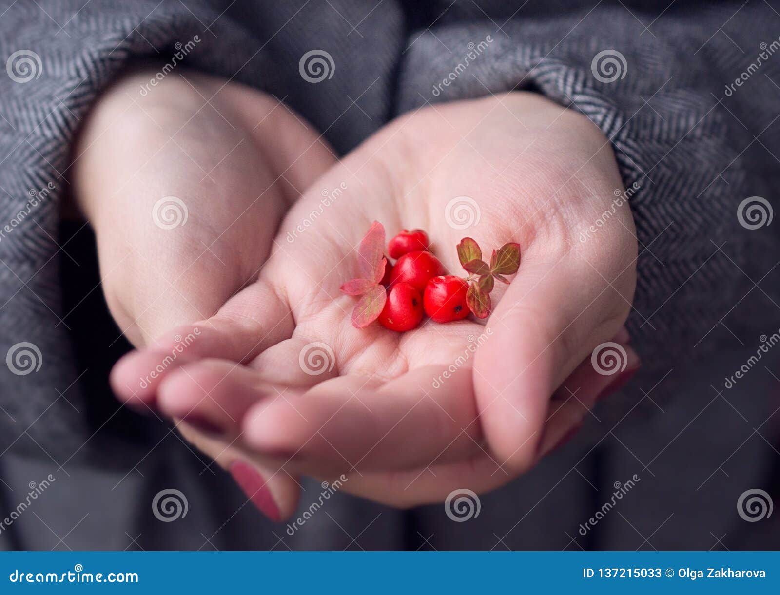 Berries in hands stock image. Image of women, northern - 137215033