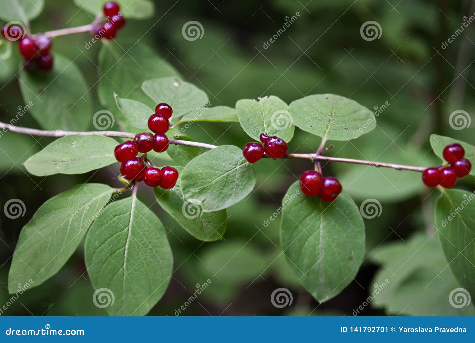 Berries of honeysuckle stock image. Image of berry, season - 141792701