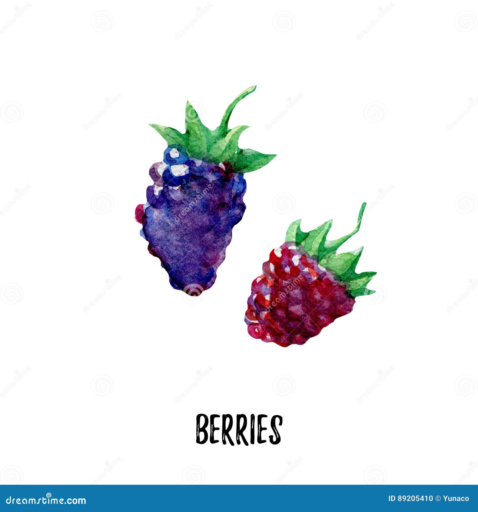 Berries Illustration. Hand Drawn Watercolor on White Background. Stock ...
