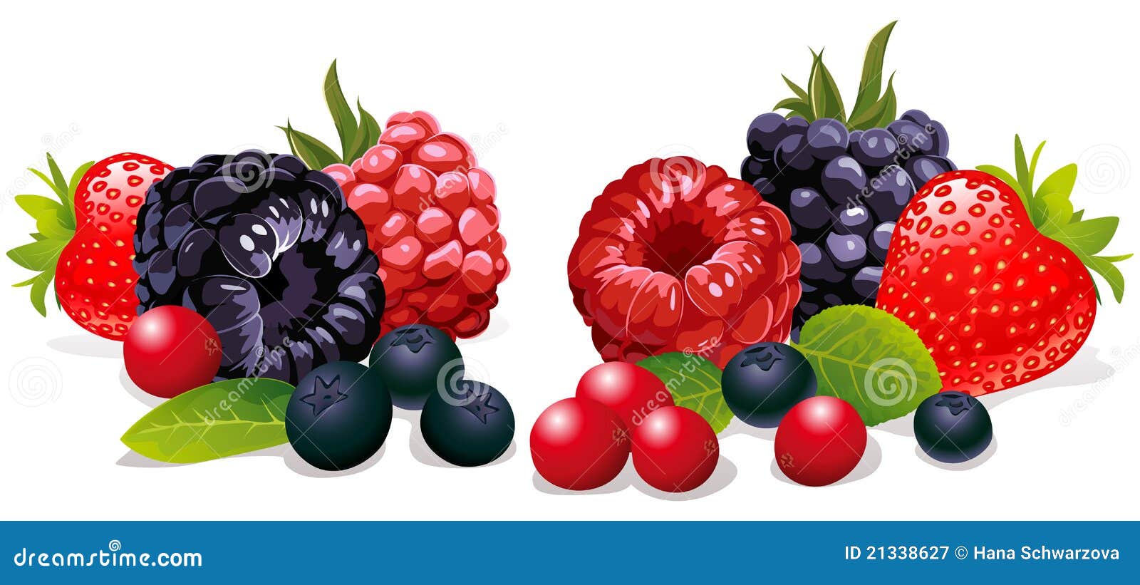 Berries isolated stock vector. Illustration of forrest - 21338627