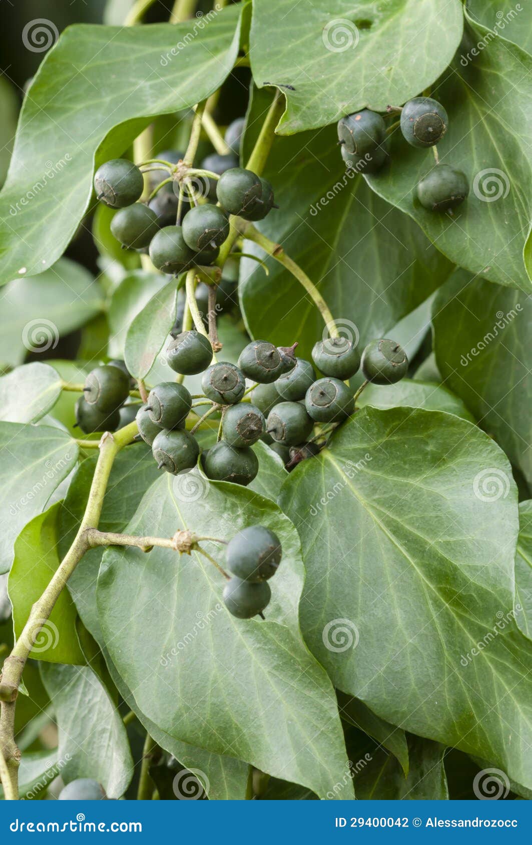 Berries of ivy plant stock photo. Image of leaf, botanical - 29400042